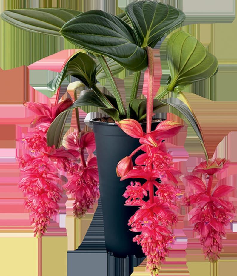 Royal Intenz Magnifica Medinilla Plantlive Well Rooted - Etsy