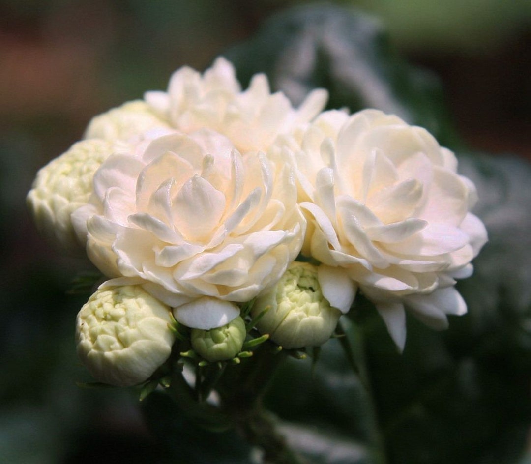 Grand Duke of Tuscany Jasmine~jasminum Sambac~small Rooted STARTER ...