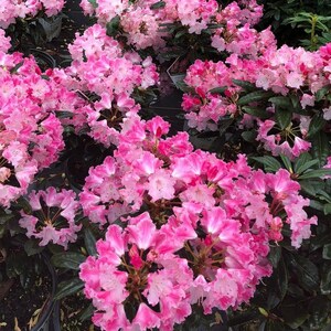 Dandy Man Color Wheel~azalea Rhododendron Large Starter Plant~3 COLORS ...