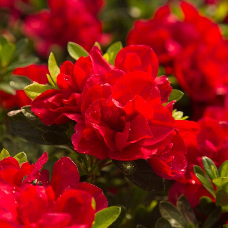 Encore Azaleas - Etsy