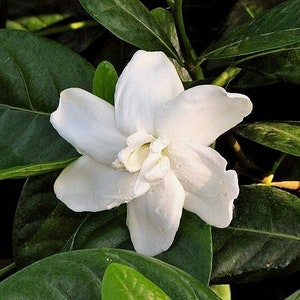DOUBLE Tahitian Gardenia Taitensis Jasminoides Plant~intensely Fragrant ...