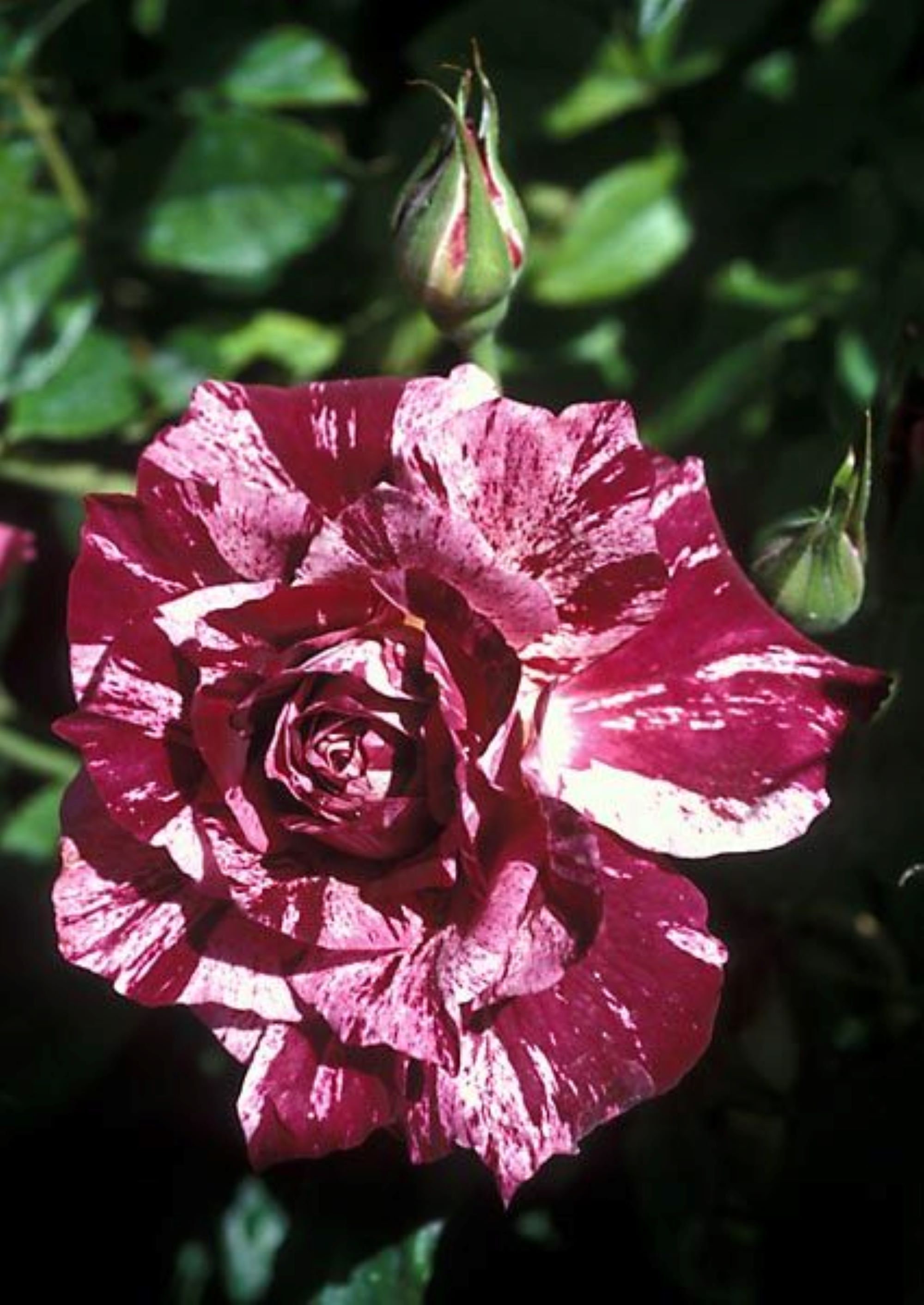 Purple Tiger Rose