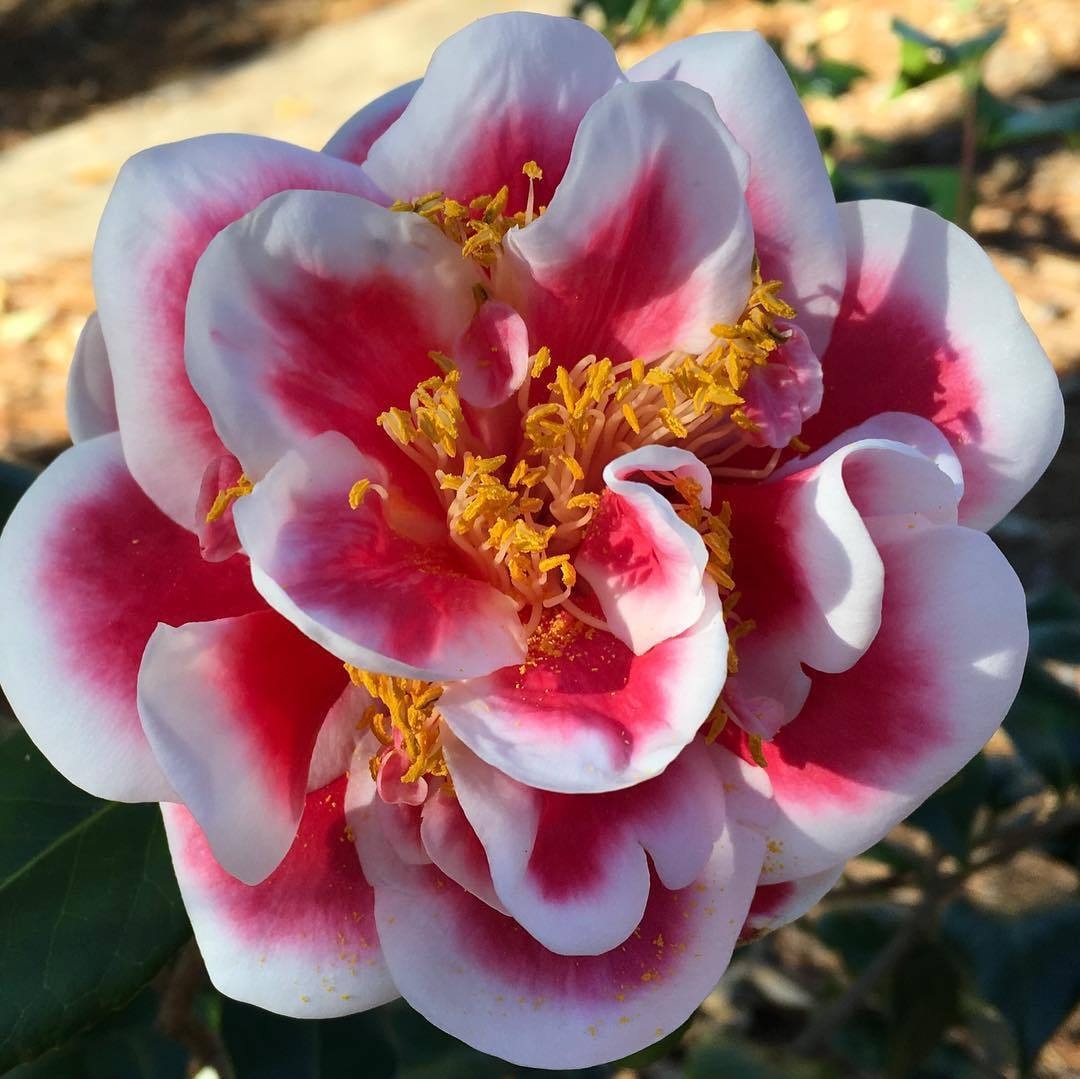 TAMA NO Ura**unique Blooms**camellia Japonica-live Starter Plant - Etsy