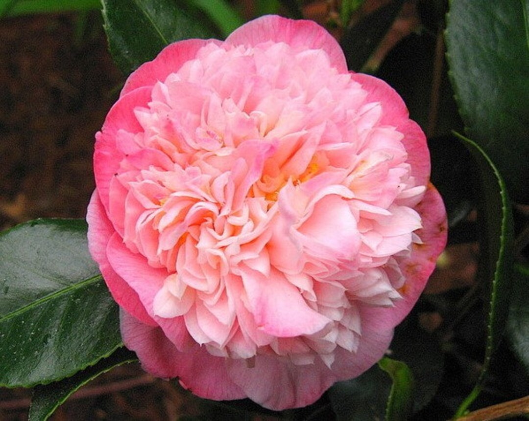 MRS LYMAN Clarke**unique Blooms**camellia Japonica-live Starter Plant ...