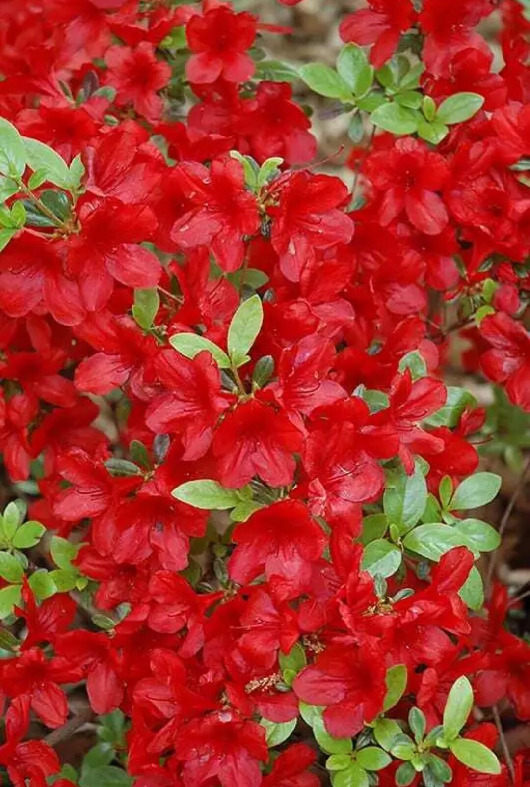 Midnight Flare~~azalea Rhododendron Small Rooted Starter Plant~~ - Etsy