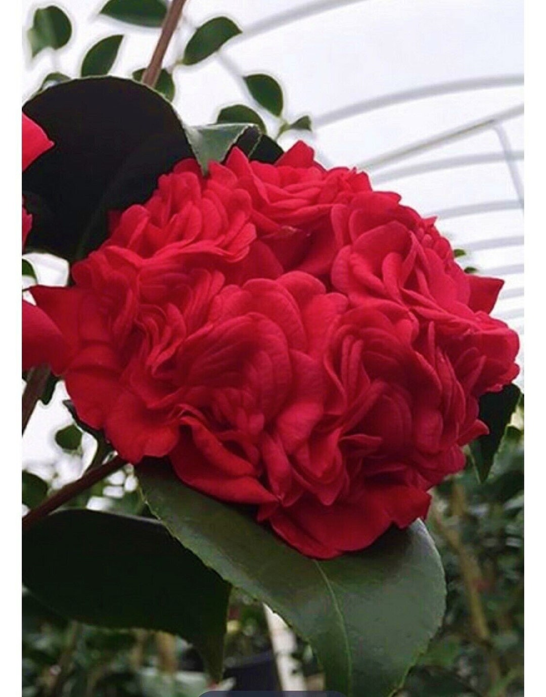 PROFESSOR Sargent**camellia Japonica-live Well Rooted Starter Plant ...
