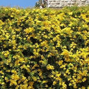 Bignonia Yellow Crossvine*rooted SMALL Rooted Starter Plant**attracts ...