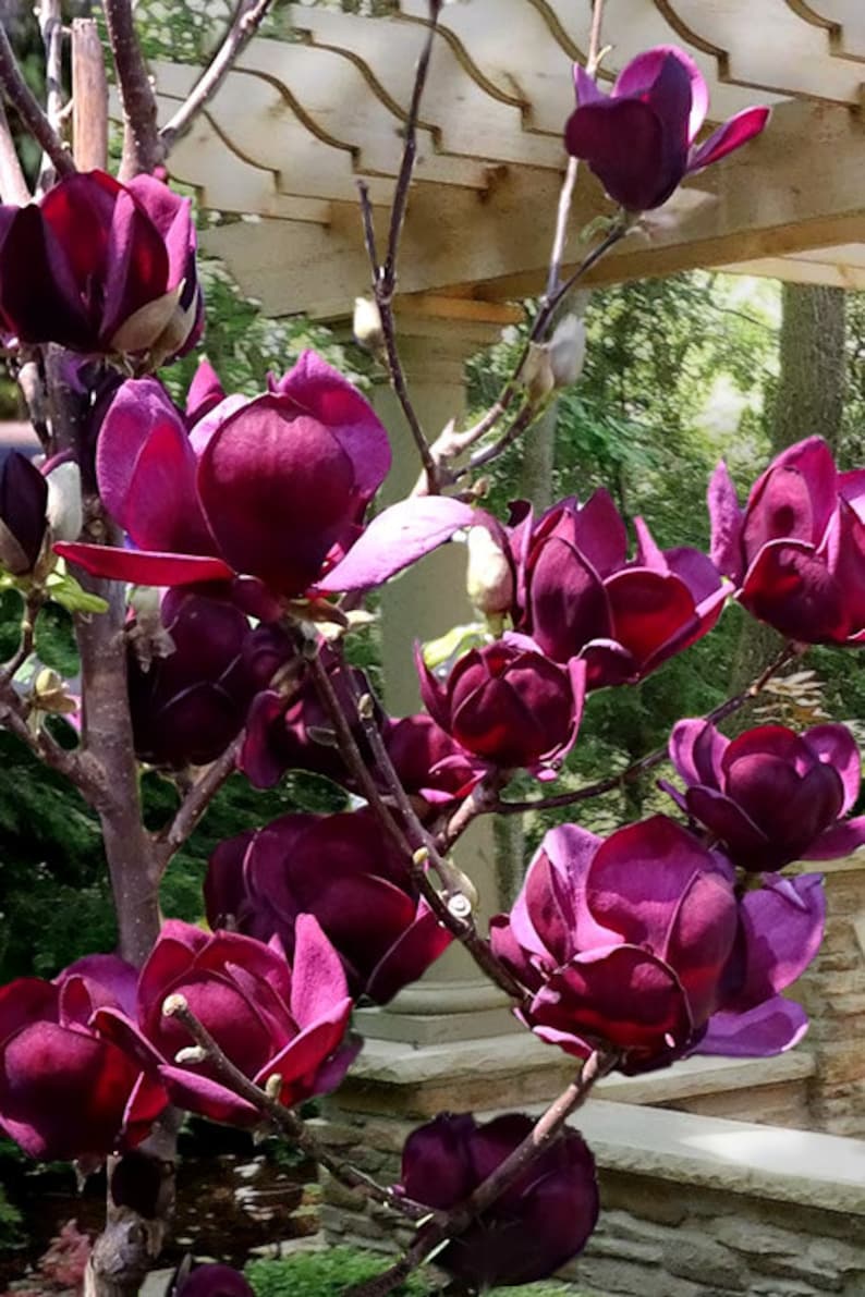 50-60 INCHES TALL! Genie~magnolia Hybrid Tree~deep Plum Purple Fragrant ...