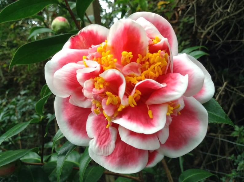 TAMA NO Ura**unique Blooms**camellia Japonica-live Starter Plant - Etsy
