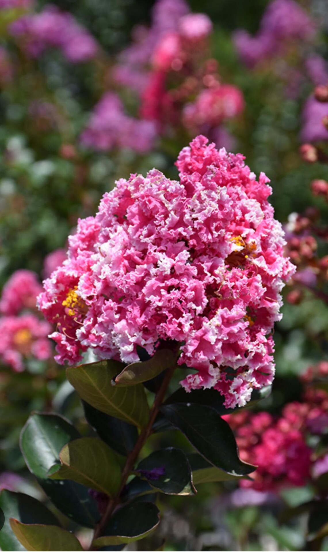 Raspberry Sunday~~crepe Crape Myrtle Starter Lagerstroemia Small Well ...