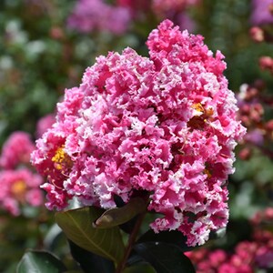 Raspberry Sunday~~crepe Crape Myrtle Starter Lagerstroemia Small Well ...
