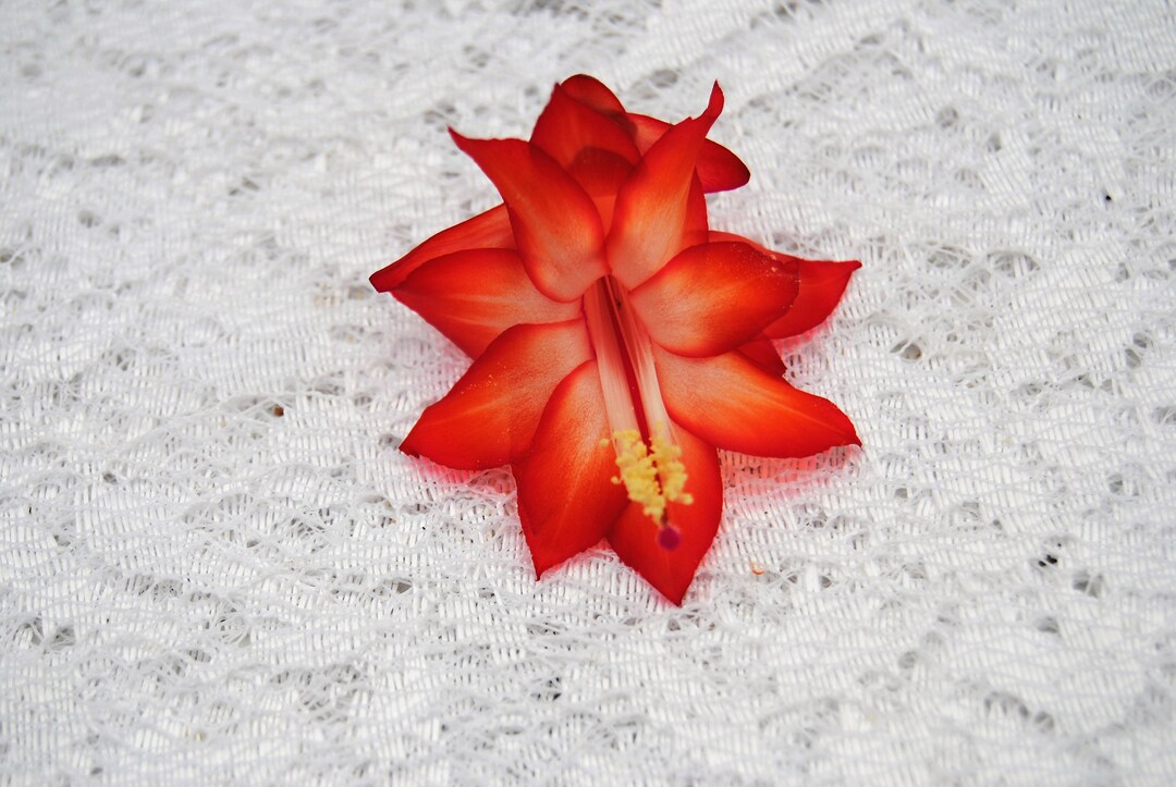 Ara Brazil~christmas Cactus Well Rooted Starter Plant~schlumbergera ...