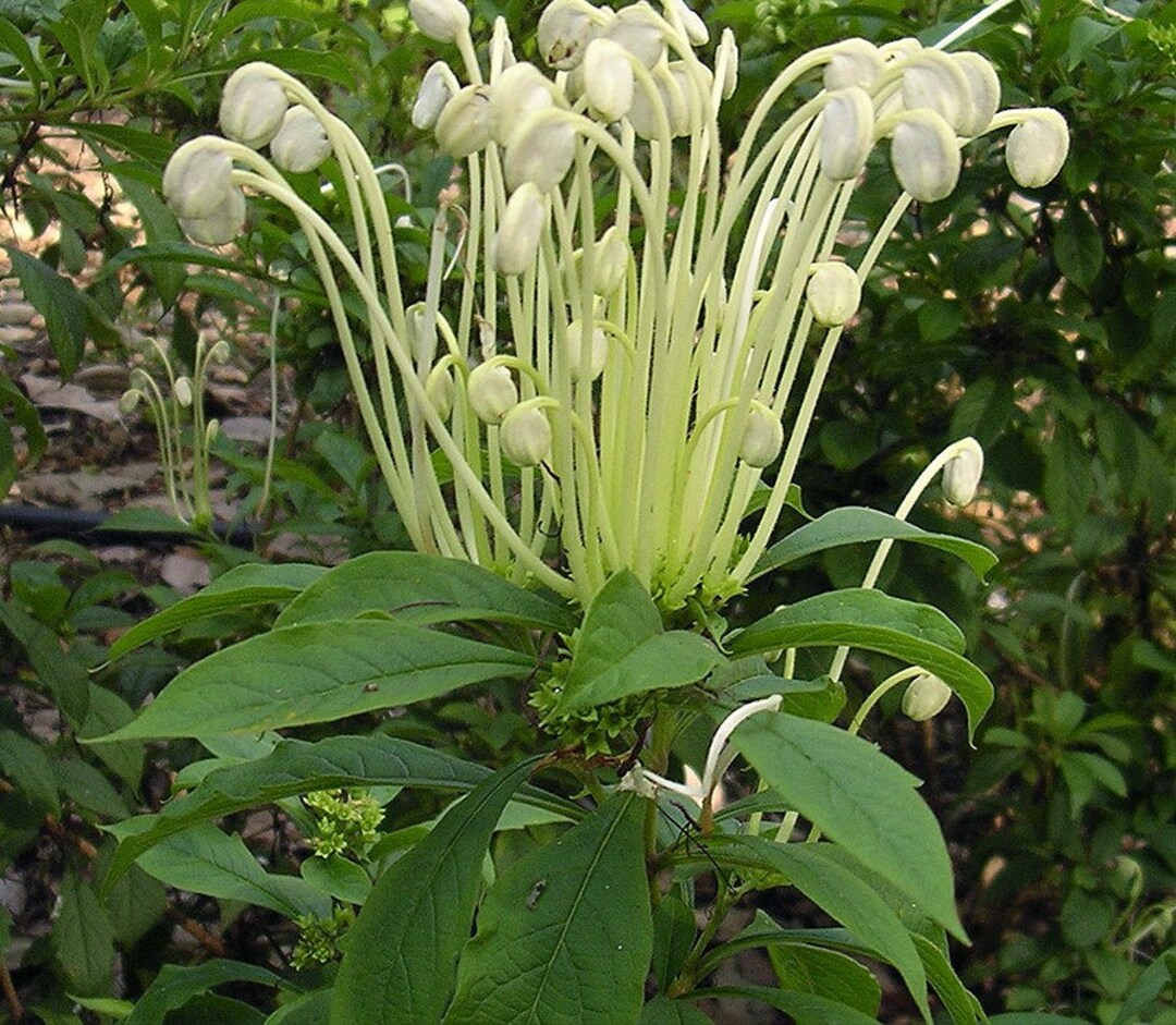 MUSICAL Notes~~clerodendrum Incisum~~small Well Rooted Starter Plant ...