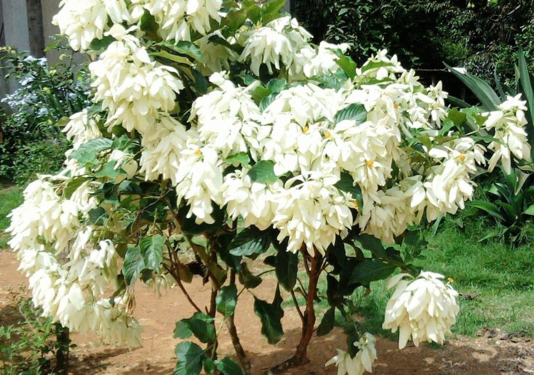 Double White Mussaenda STARTER Plant AKA the Tropical Dogwood ...