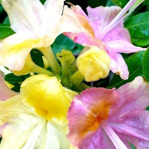 GARDEN Rainbow~azalea Rhododendron~ Starter Plant~~deciduous Rooted ...