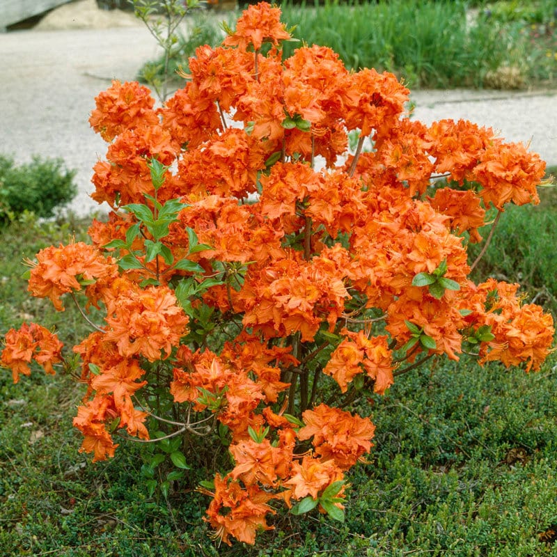 Gibraltar~~deciduous Azalea Rhododendron~~well Rooted Starter Plant ...