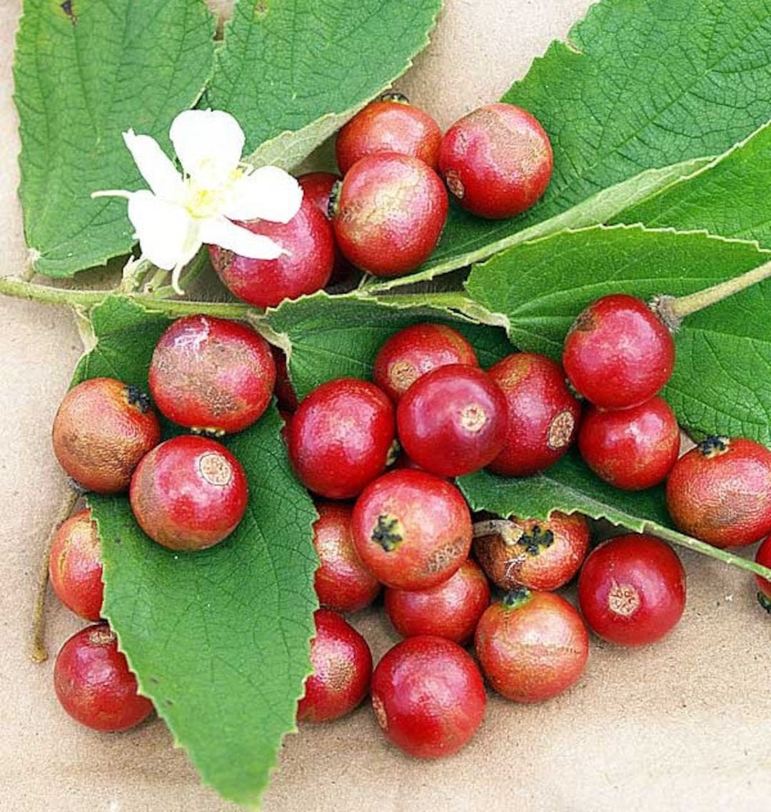 Jamaican Cherry Aka Strawberry Tree Muntingia Calabura ~ Rooted Starter ...