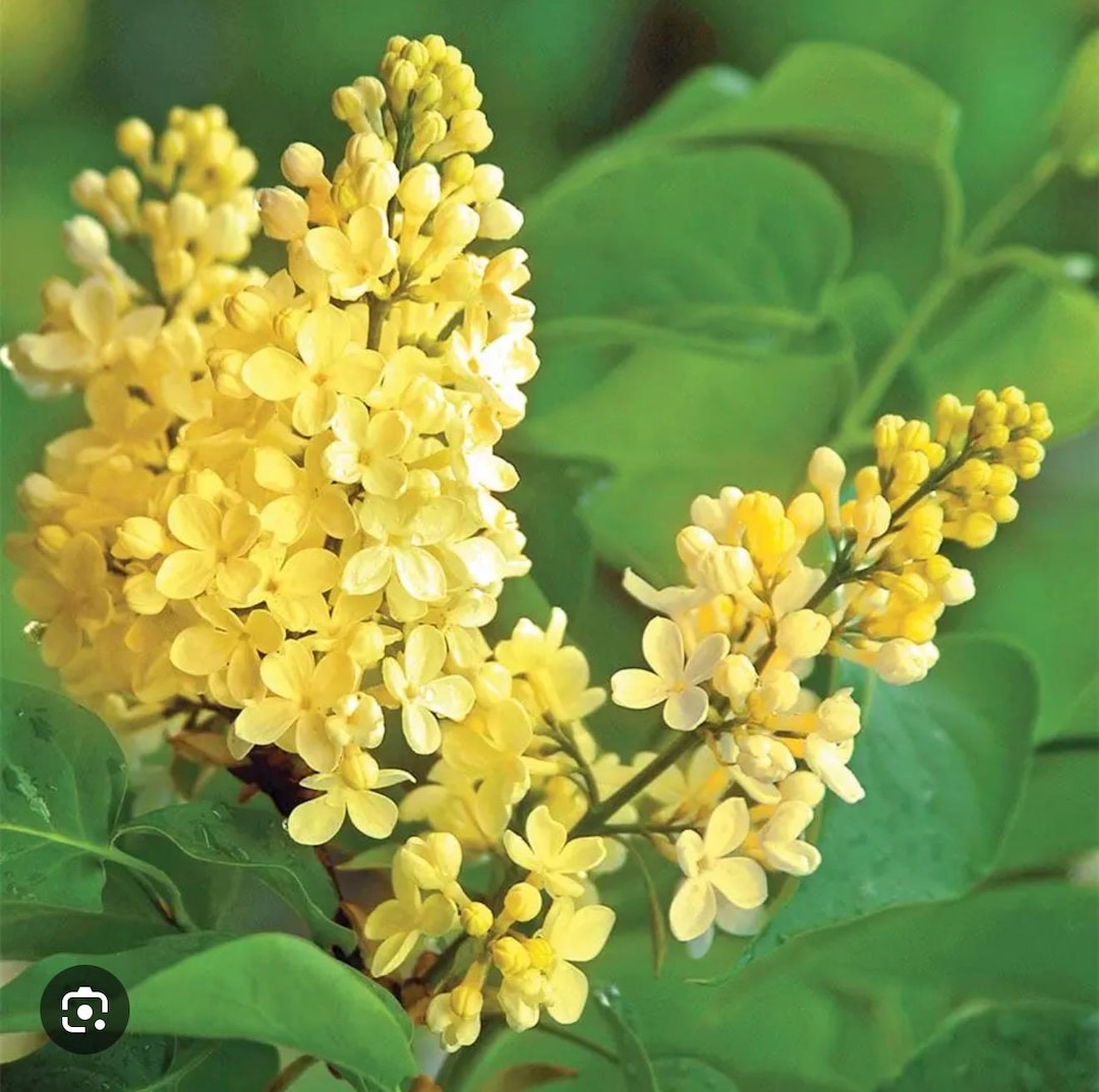 Primrose Lilac ~syringa Vulgaris ~ Small Well Rooted STARTER Plant~4-8 ...