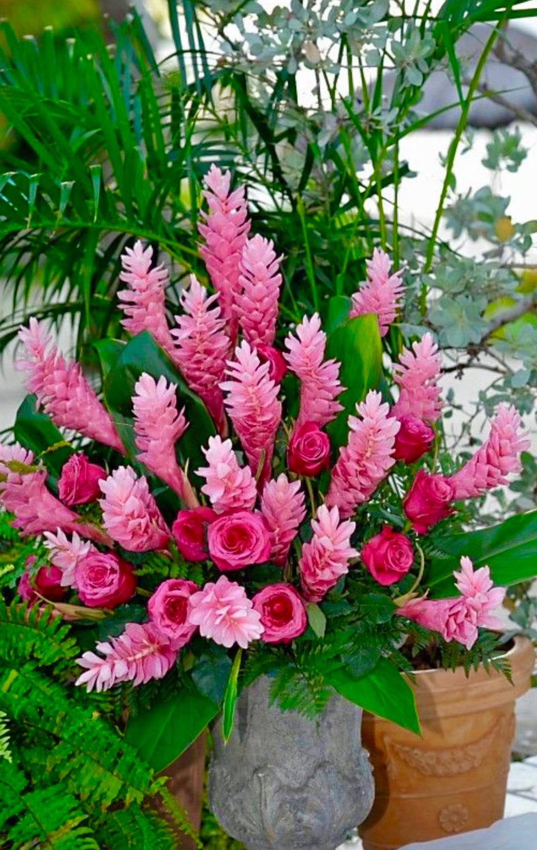 Hawaiian Hot Pink Ginger-alpinia Purpurata-small ROOTED STARTER Plant 6 ...
