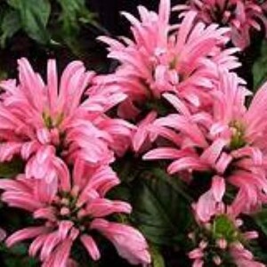 Pink Flamingo Justicia Carnea AKA as Brazilian Plume Jacobinia Plant ...