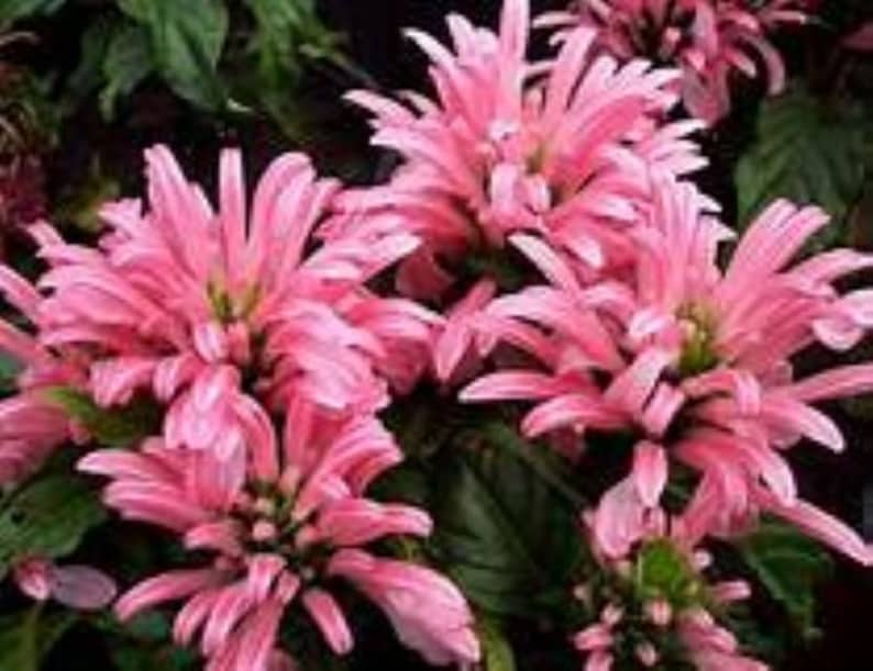 Pink Flamingo Justicia Carnea AKA as Brazilian Plume Jacobinia - Etsy