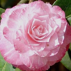 GRACE Albritton*bicolor Bloom**camellia Japonica-live Starter Plant ...