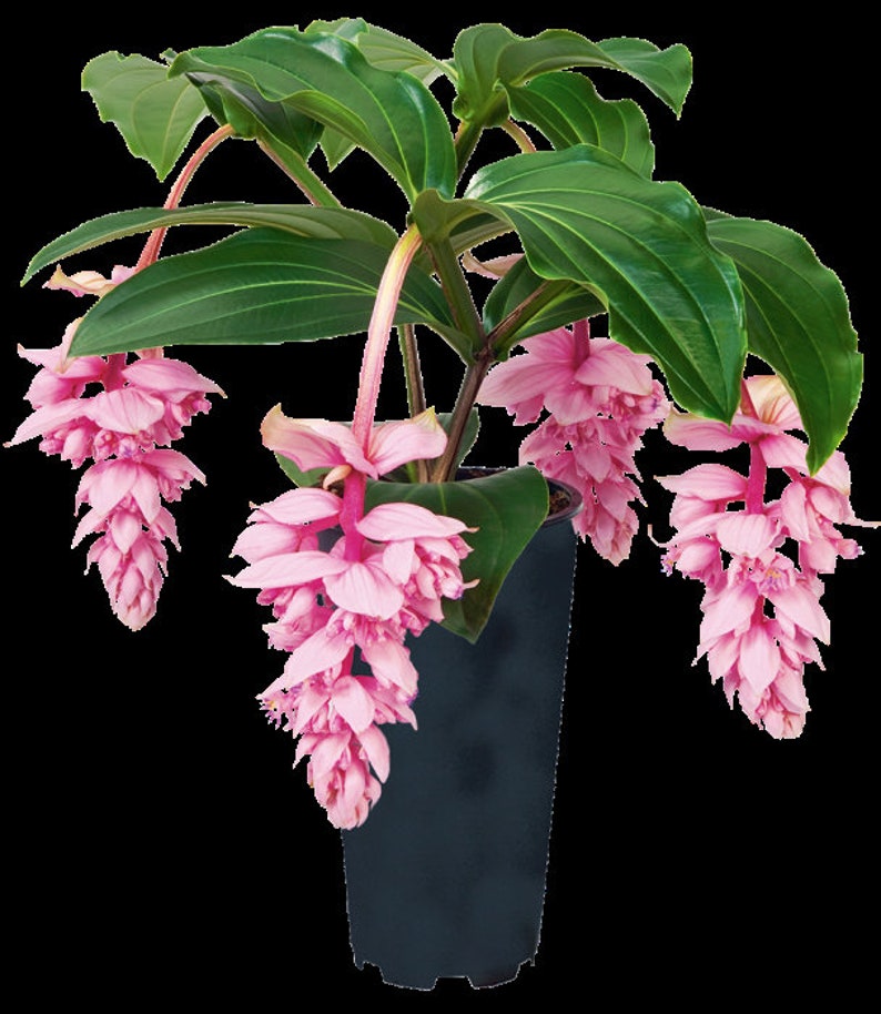 Royal Zenz Magnifica Medinilla Plantlive Well Rooted - Etsy