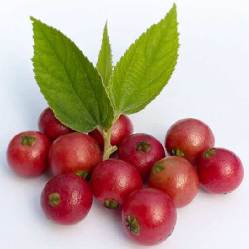 Jamaican Cherry Aka Strawberry Tree Muntingia Calabura ~ Rooted Starter ...