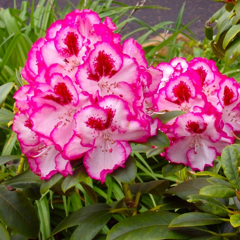 Dwarf Rhododendrons - Etsy