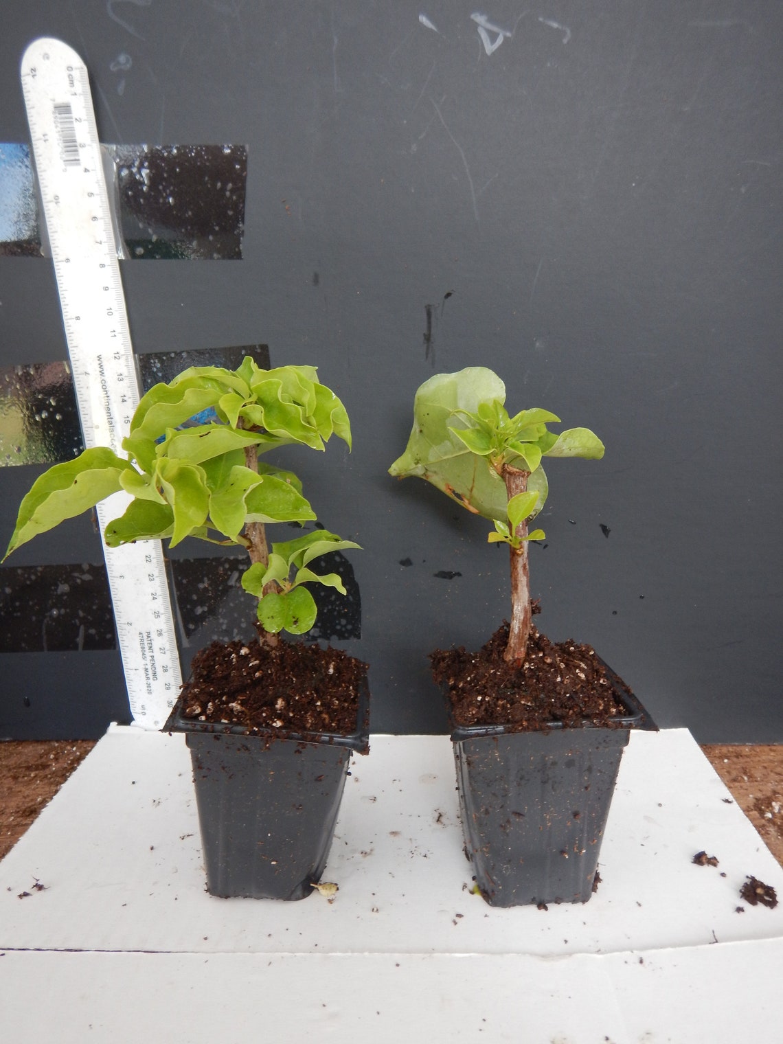 Afterglow Bougainvillea Small Well Rooted Starter Plantlive - Etsy