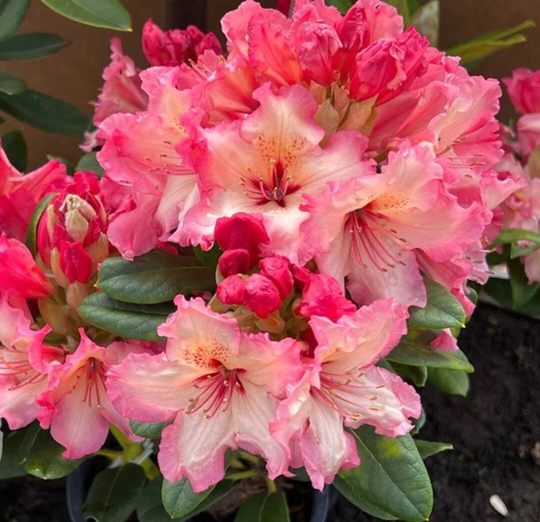 Fire Rim Rhododendron~ Well Rooted STARTER Plant~frilled Edges~very ...