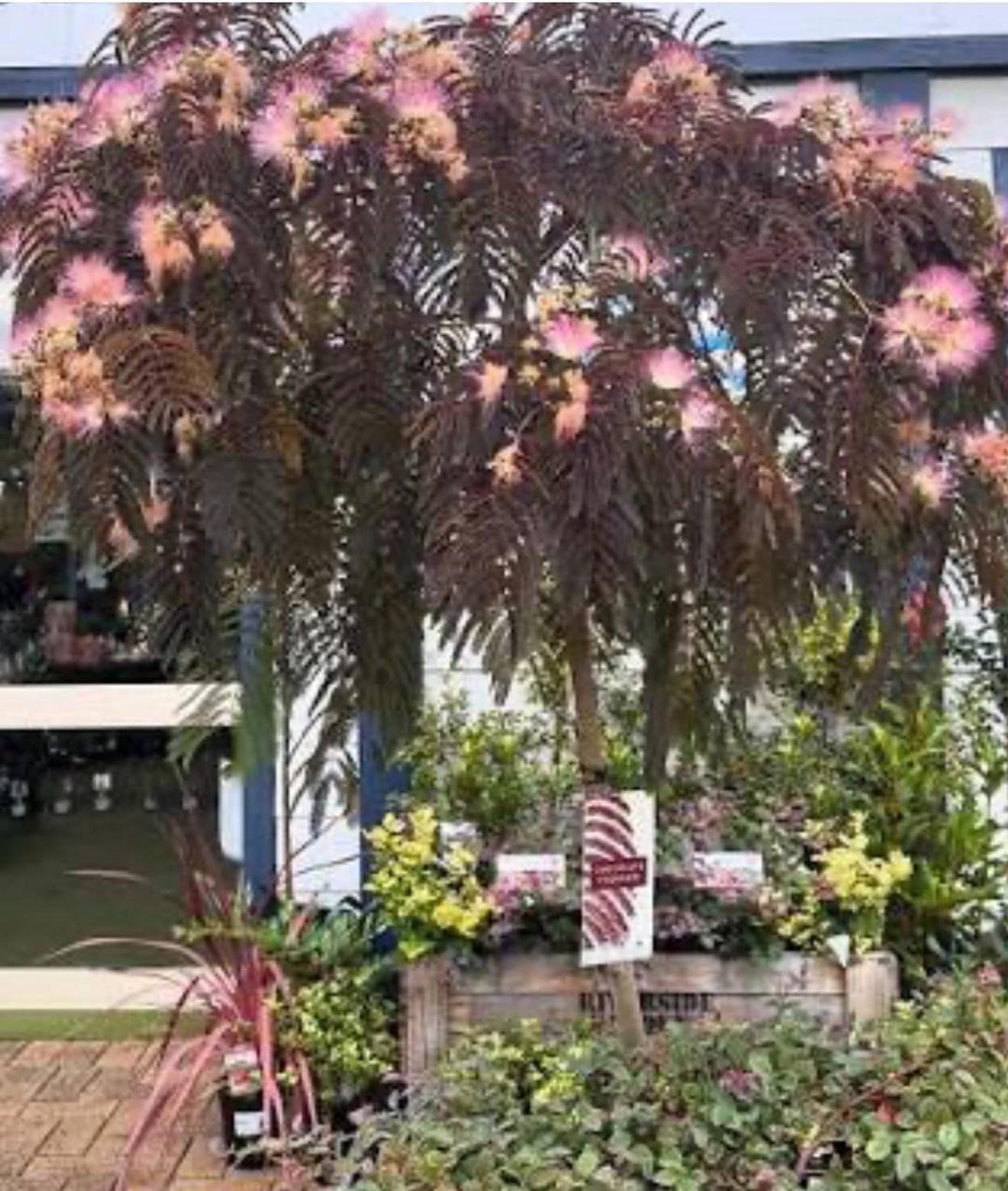 Summer Chocolate Mimosa Tree Albizia Julibrissin-height Varies From 20 ...