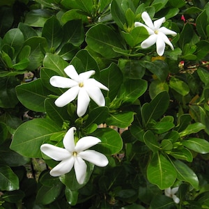 SINGLE Tahitian Gardenia Taitensis Jasminoides Plant~intensely Fragrant ...