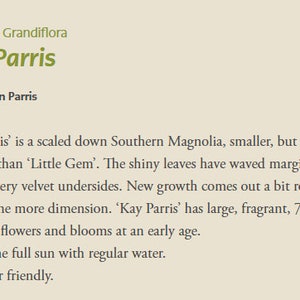 Kay Parris~~evergreen Southern Magnolia Grandifolia Tree~ 20-28 Inch ...