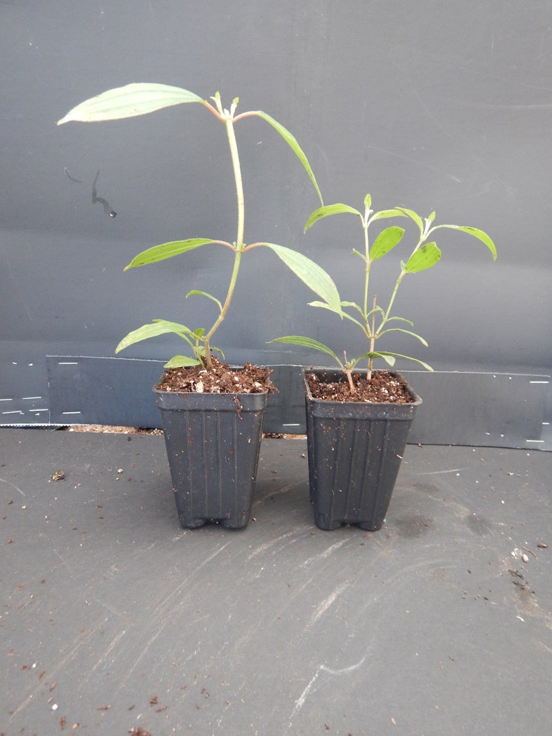 Athens Blue Princess Glory Bush Plant~~tibouchina Urvilleana~small ...