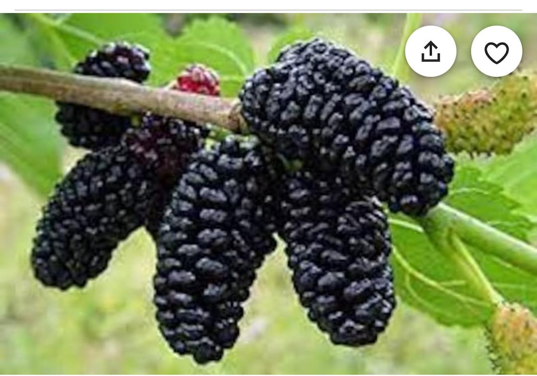 Dwarf Everbearing Black Mulberry Tree-starter PLANT- Morus Nigra Plant ...