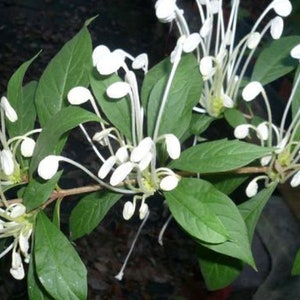 MUSICAL Notes~~clerodendrum Incisum~~small Well Rooted Starter Plant ...