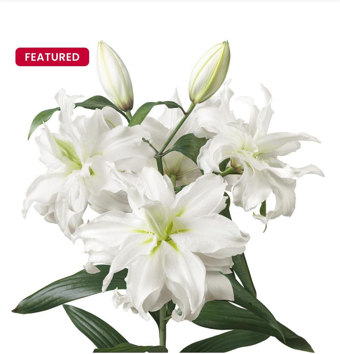 Ramona~double Oriental Rose Lily Bulb~gorgeous Highly Fragrant Double Blooms! 1 BULB! - Etsy