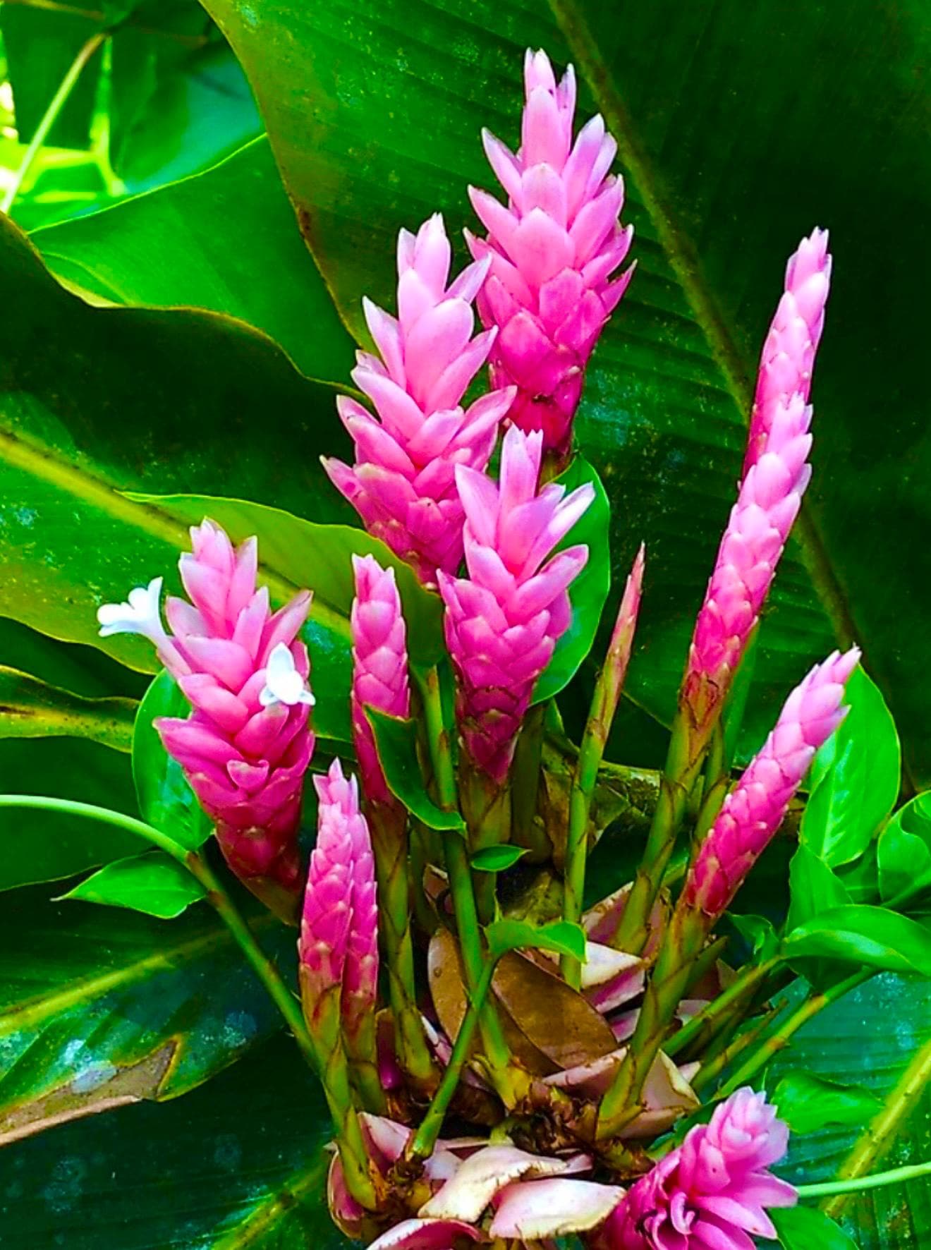 Hawaiian Hot Pink Ginger-alpinia Purpurata-small ROOTED STARTER Plant 6 ...