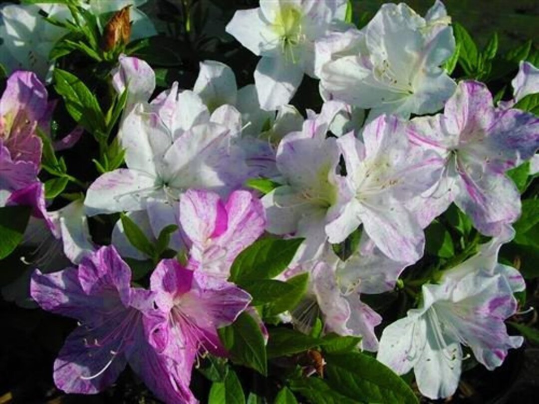 Audrey Marie~~azalea Rhododendron Starter Plant~~white With Purple ...