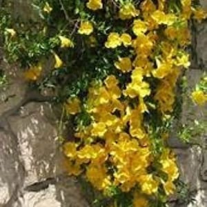 Bignonia Yellow Crossvine*rooted SMALL Rooted Starter Plant**attracts ...