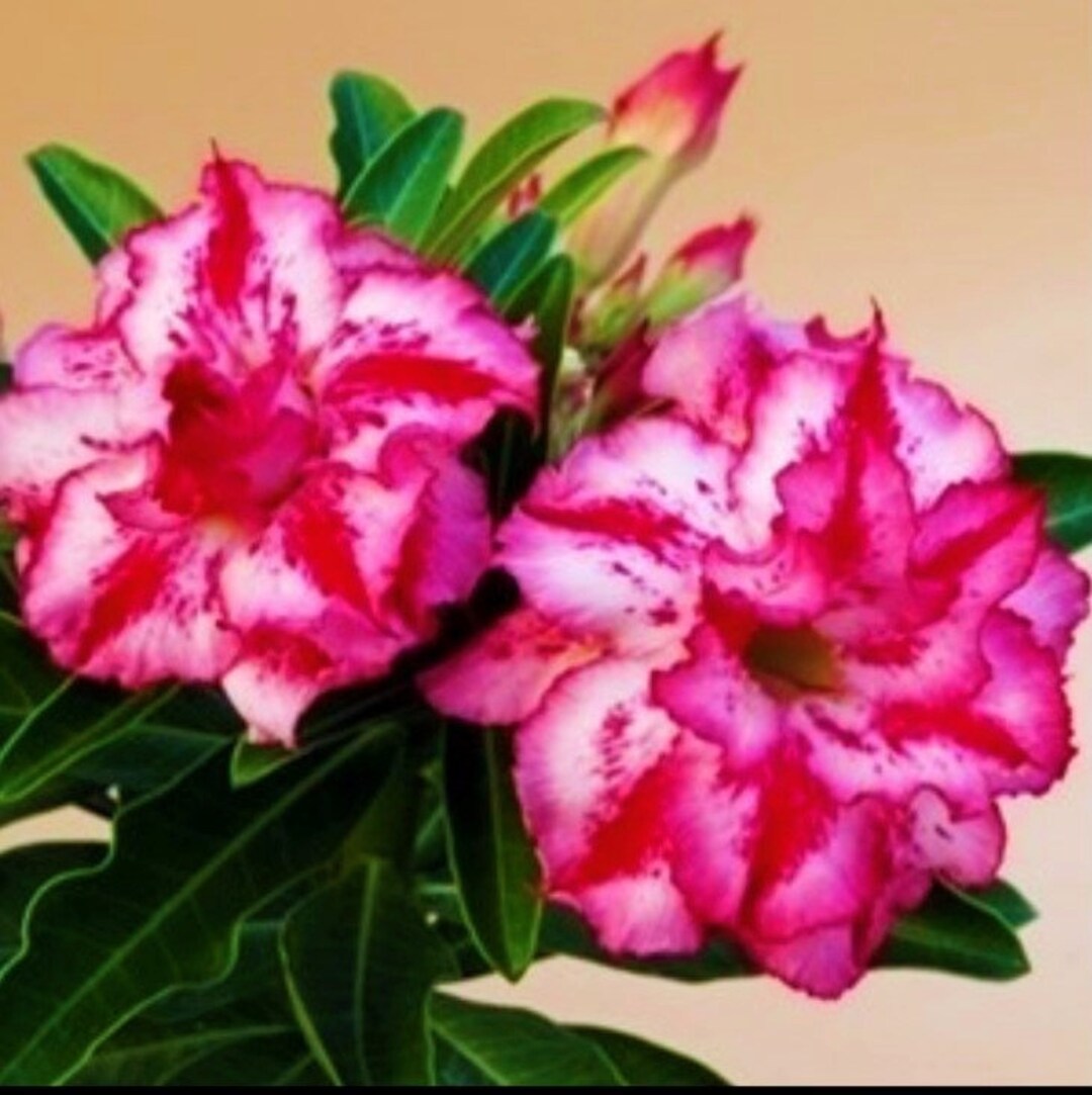 SUPER NOVA Adenium Obesum Grafted Plant desert Rose Plant usa Seller - Etsy