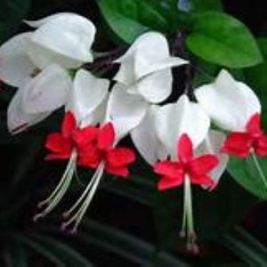 BLEEDING HEART~ Small Rooted Starter Plant~ Clerodendrum Thomsonia ...