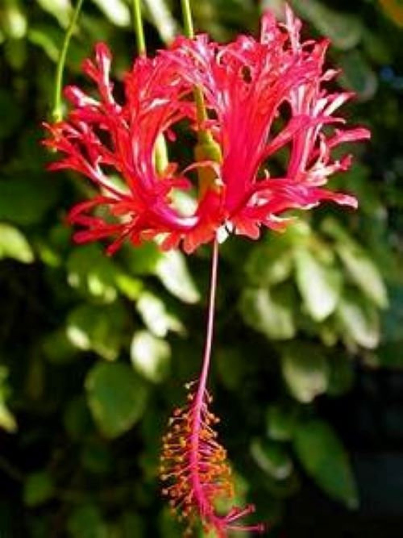 CHINESE Lanternwell Rooted Hibiscus Schizopetalus STARTER - Etsy