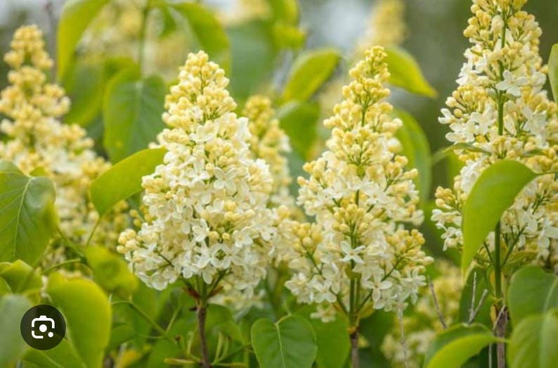 Primrose Lilac ~syringa Vulgaris ~ Small Well Rooted STARTER Plant~4-8 ...