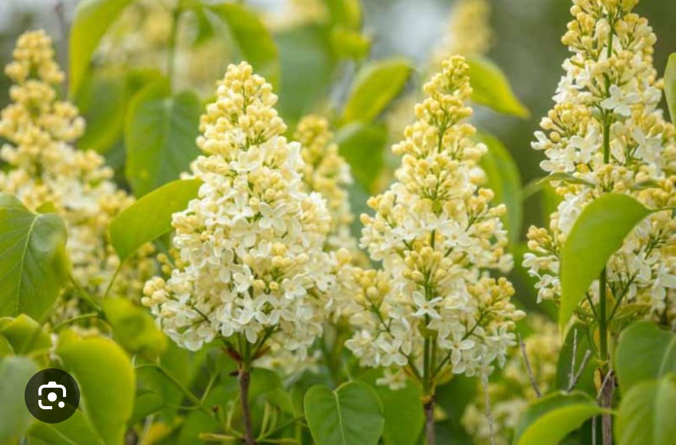Primrose Lilac ~syringa Vulgaris ~ Small Well Rooted STARTER Plant~4-8 ...