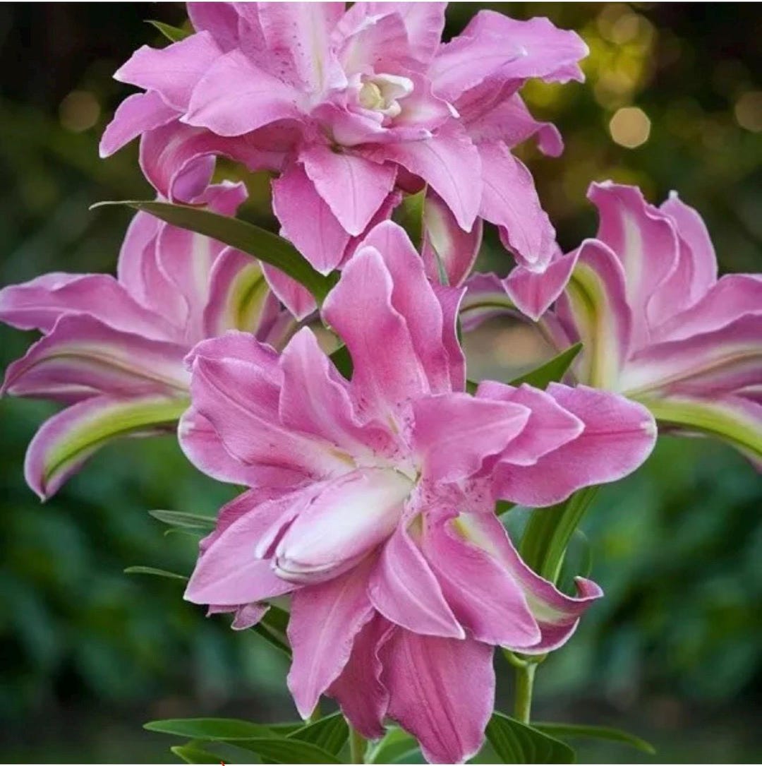 ELEGANCE ~double Lotus Oriental Rose Lily Bulb~gorgeous Highly Fragrant ...