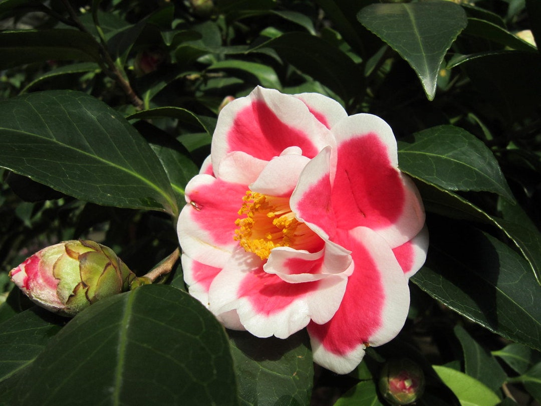 TAMA NO Ura**unique Blooms**camellia Japonica-live Starter Plant - Etsy