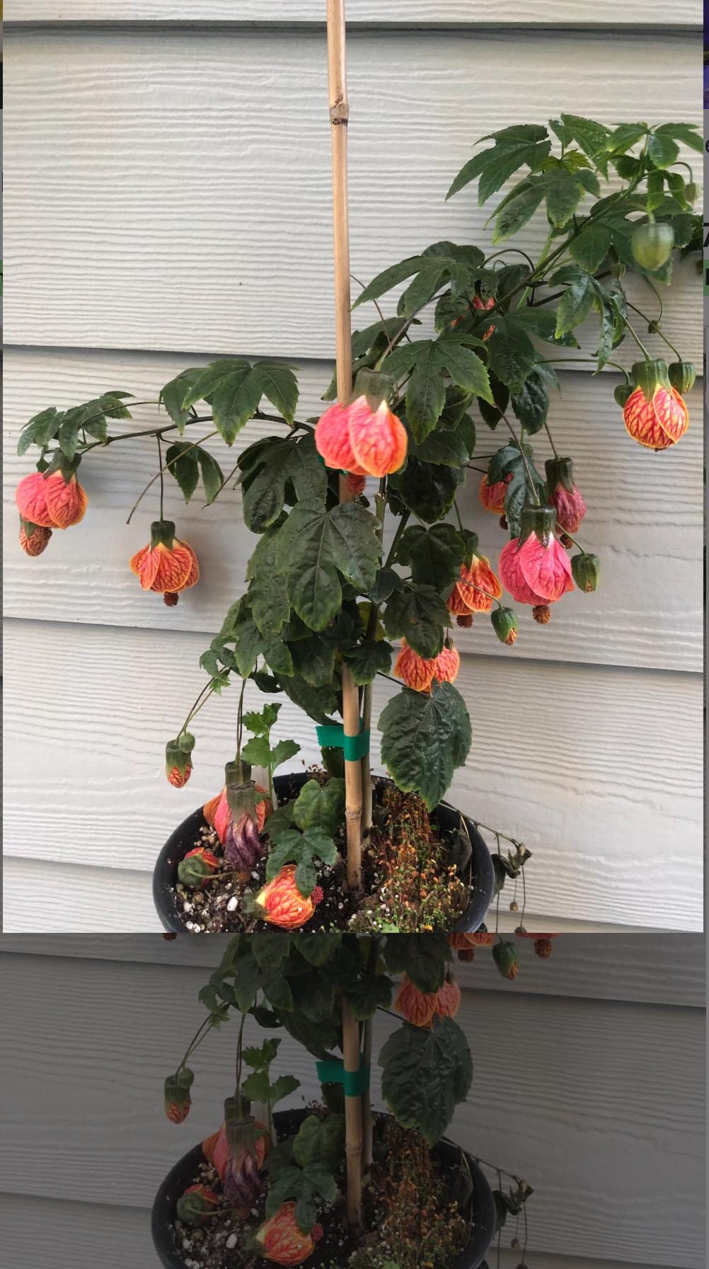 Tiger Eye Abutilon Flowering Maple SMALL ROOTED STARTER Plant~unique ...