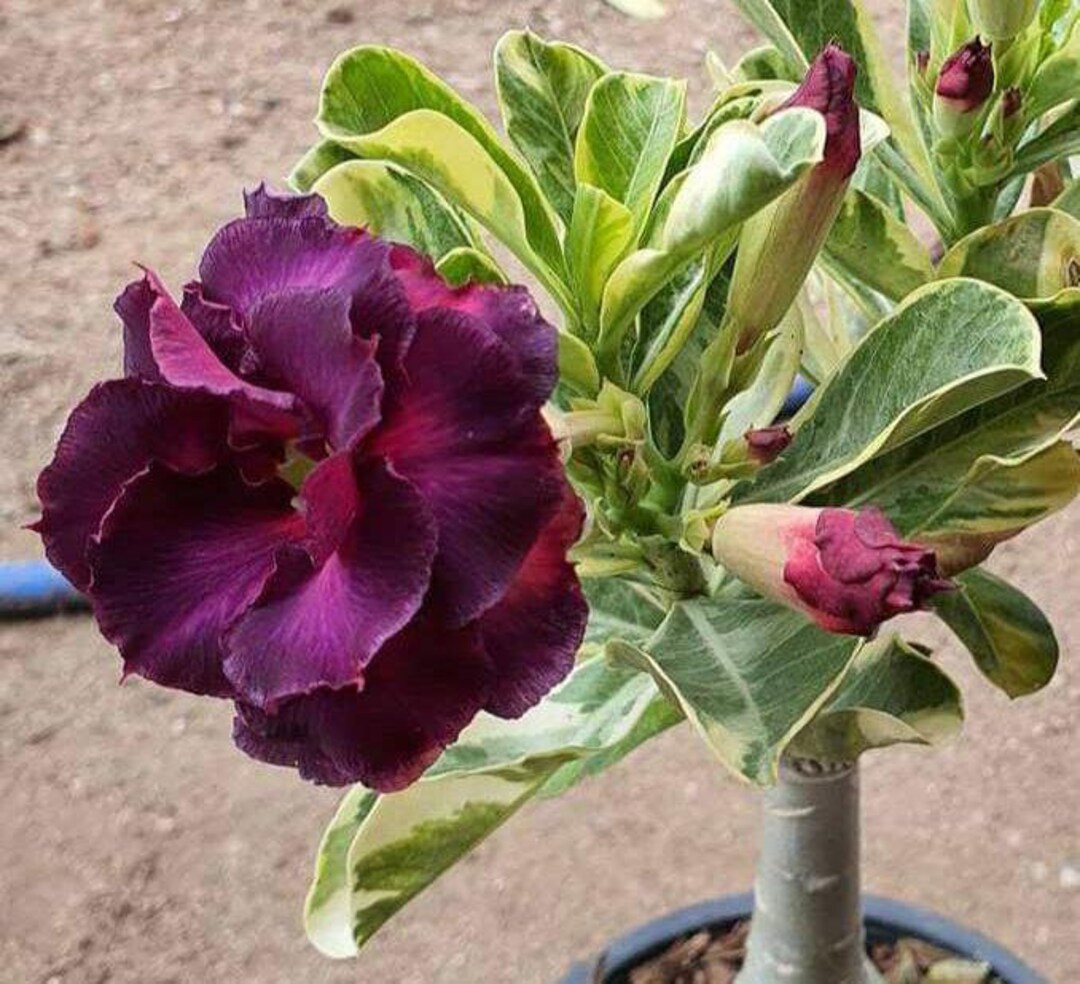 WONDERFUL PURPLE ~ Variegated Leaves~ Adenium Obesum Grafted Plant ...